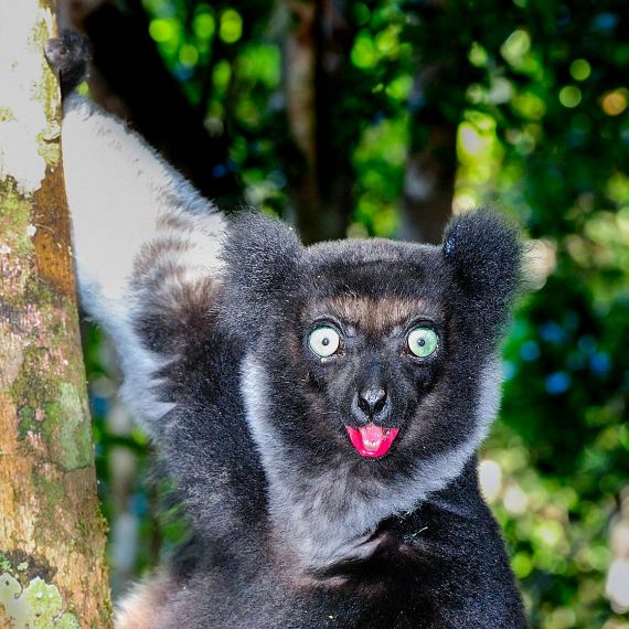 Madagaskar Rejser | Madagaskar Safari | Rejser til Madagaskar