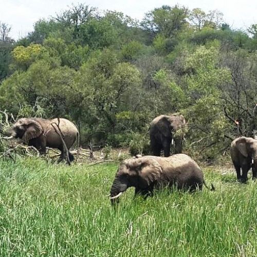 Dinokeng Game Reserve