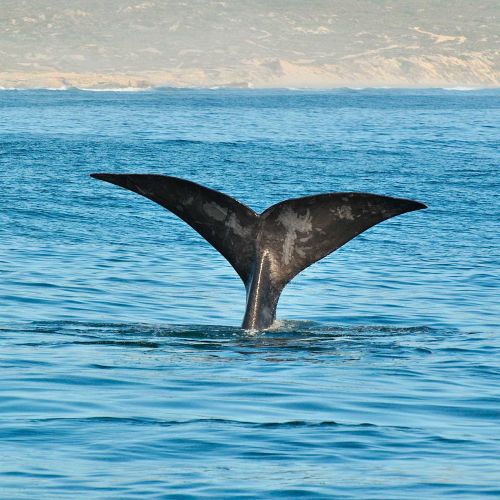 Hermanus Hval Safari