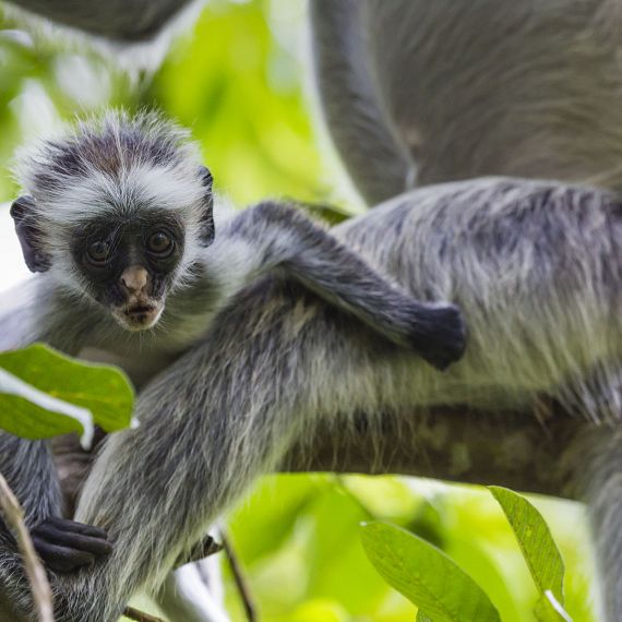 Safari Tanzania | Rejser til Tanzania | Tanzania safari | Zanzibar