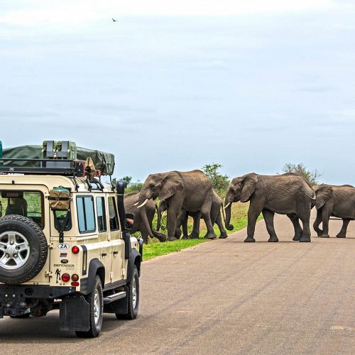 Kruger safari | Sydafrika safari | Kruger National Park safari