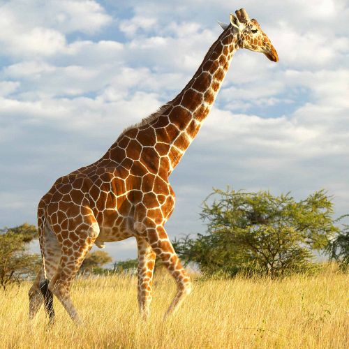 Lewa Downs i Kenya | Safarirejser i Kenya