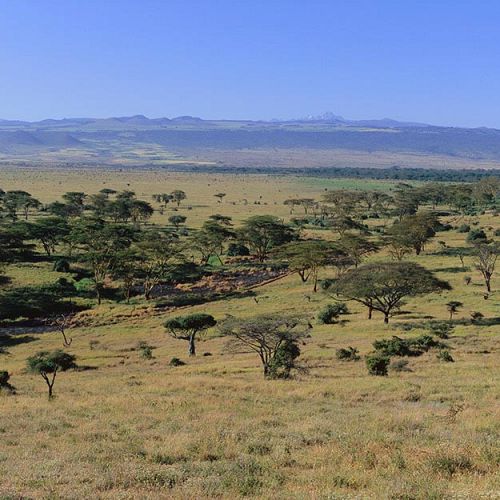 Lewa Downs i Kenya | Safarirejser i Kenya