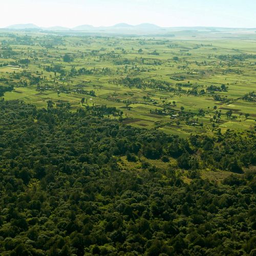 Lewa Downs i Kenya | Safarirejser i Kenya