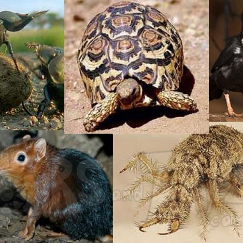 Little Five | The Little Five safari | Hvad er The Little Five