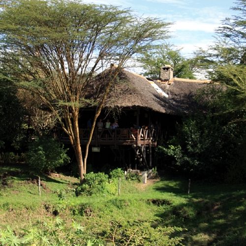 Mara Simba Lodge, Masai Mara i Kenya safari