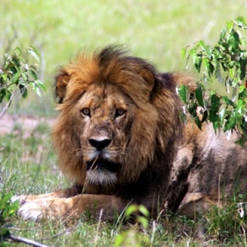 Mara Simba Lodge, Masai Mara i Kenya safari